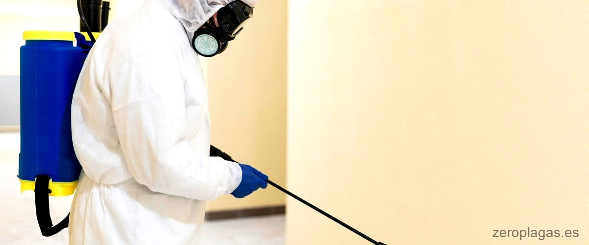 Eliminar plagas de carcoma en Madrid - Zero plagas