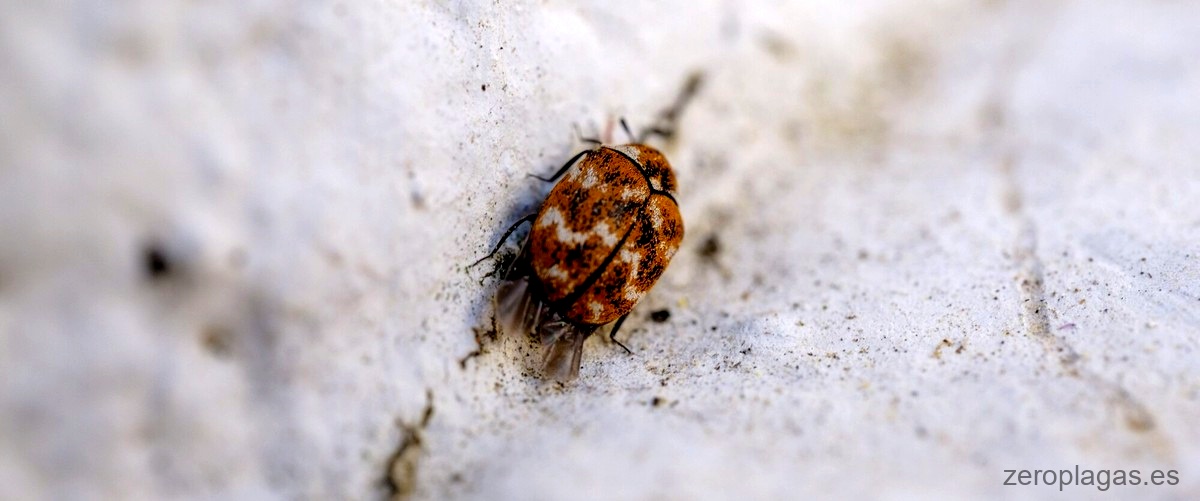 Eliminar plagas de carcoma en Alicante - Zero plagas