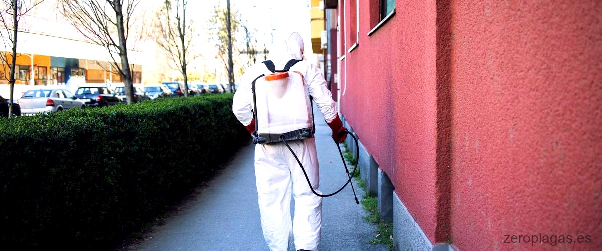 Eliminar plagas de carcoma en Toledo - Zero plagas