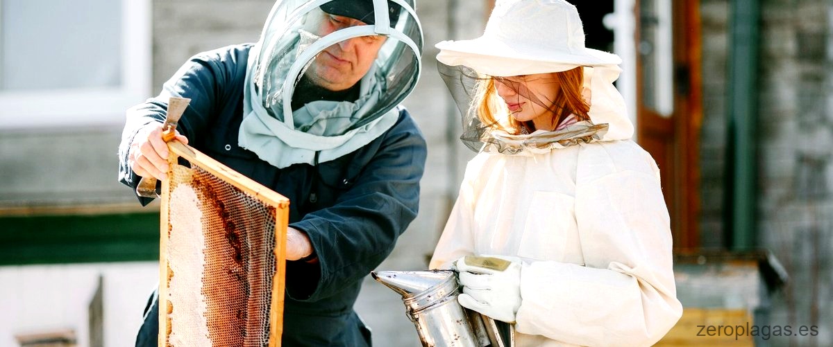 Eliminar plagas de termitas en Gerona - Zero plagas