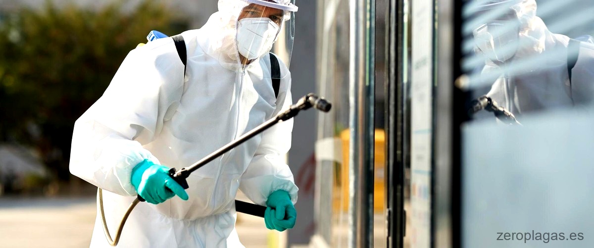 Eliminar plagas de carcoma en Gerona - Zero plagas