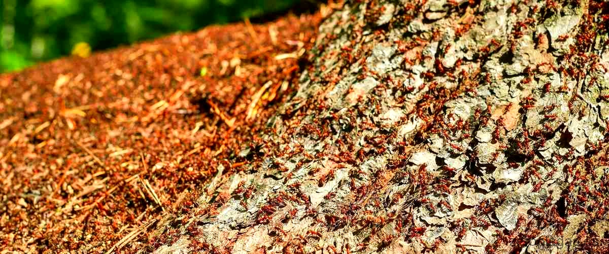 Eliminar plagas de mosquitos en Gerona - Zero plagas