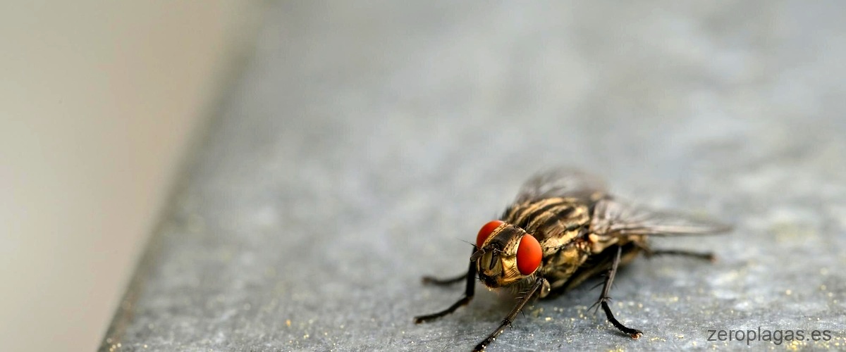 Eliminar plagas de mosquitos en Barcelona - Zero plagas