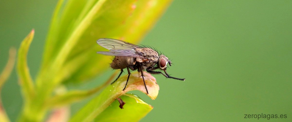 Eliminar plagas de moscas en Cantabria - Zero plagas