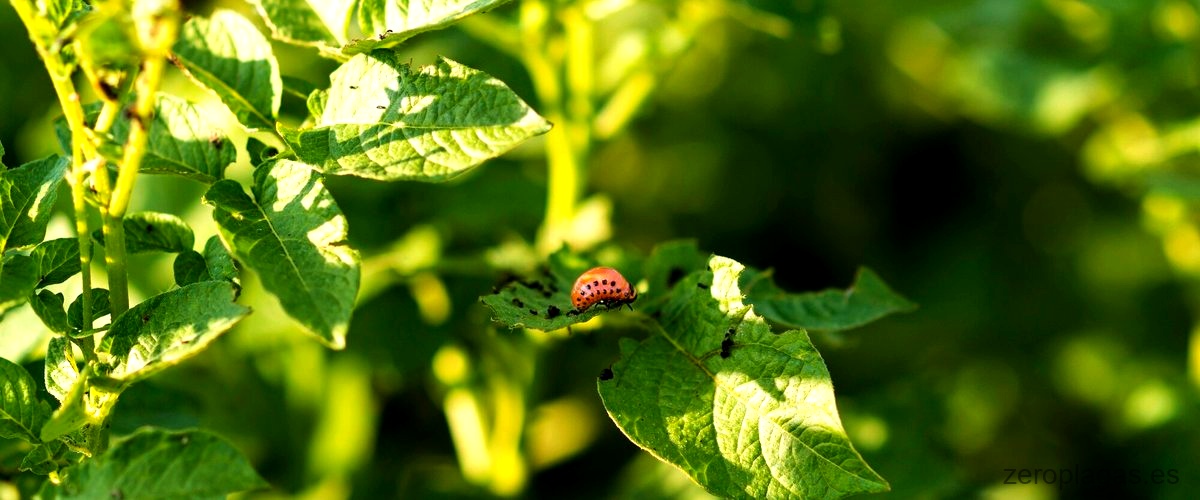 Control de plagas en Cantabria - Zero plagas