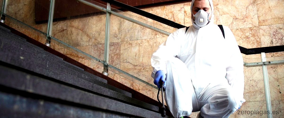 Eliminar plagas de carcoma en Salamanca - Zero plagas