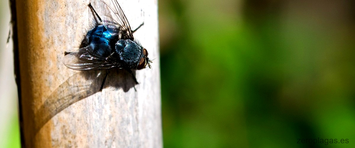 Eliminar plagas de moscas en Salamanca - Zero plagas