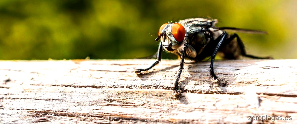 Eliminar plagas de moscas en Gerona - Zero plagas